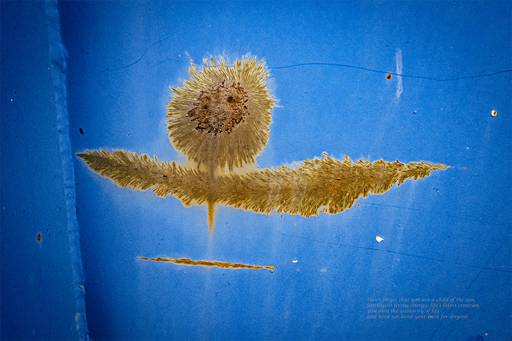 Patriotism > Matriotism > Homsism | System Humanity