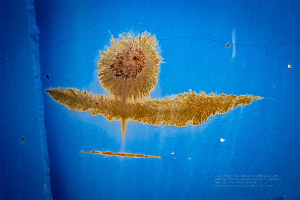 Patriotism > Matriotism > Homsism | System Humanity